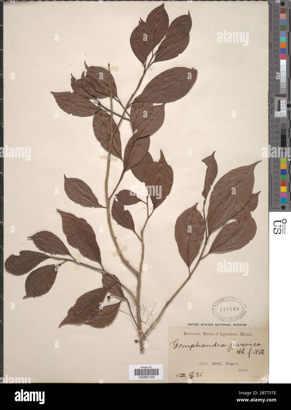 Gomphandra hi-res stock photography and images - Alamy