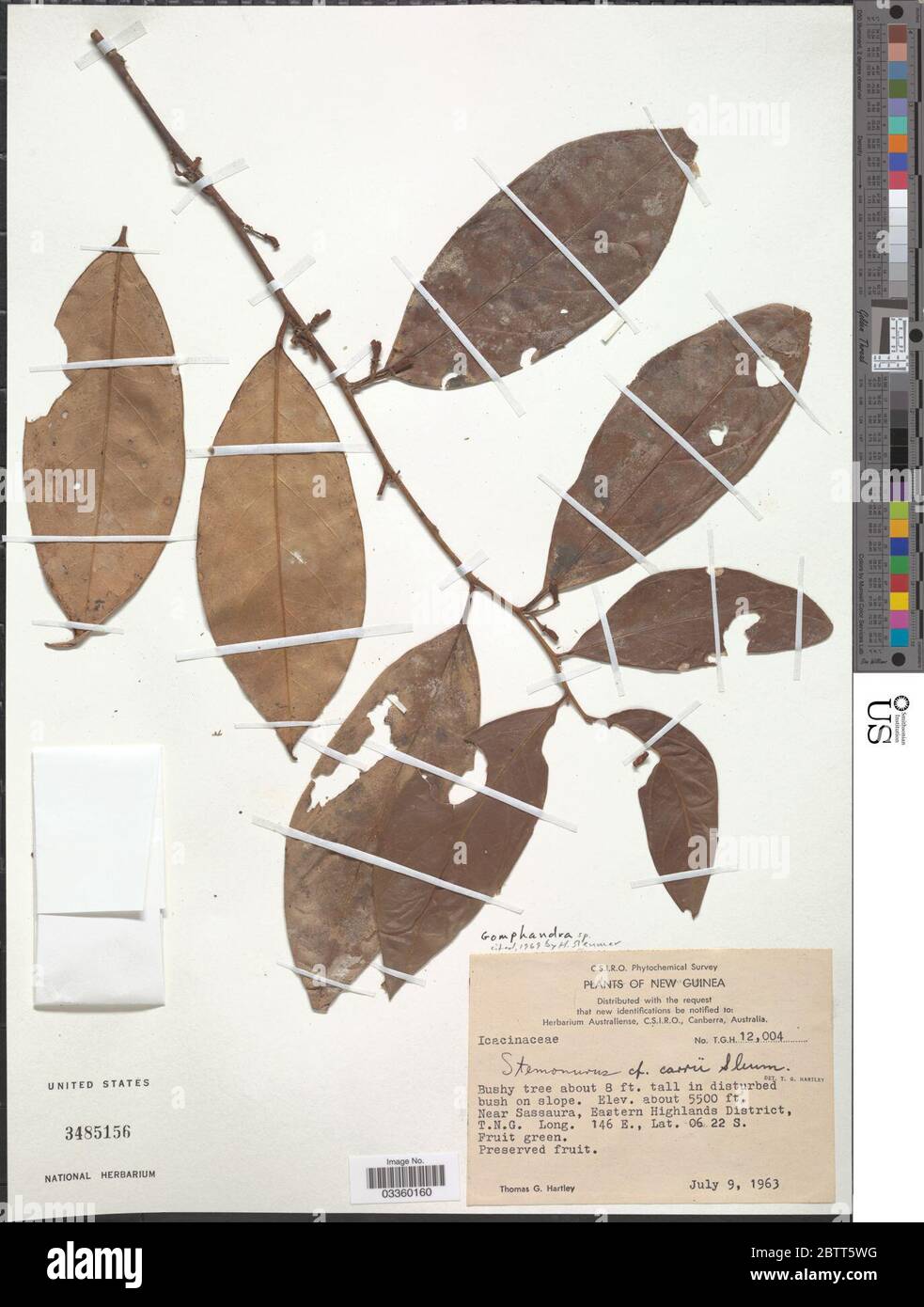 Gomphandra hi-res stock photography and images - Alamy