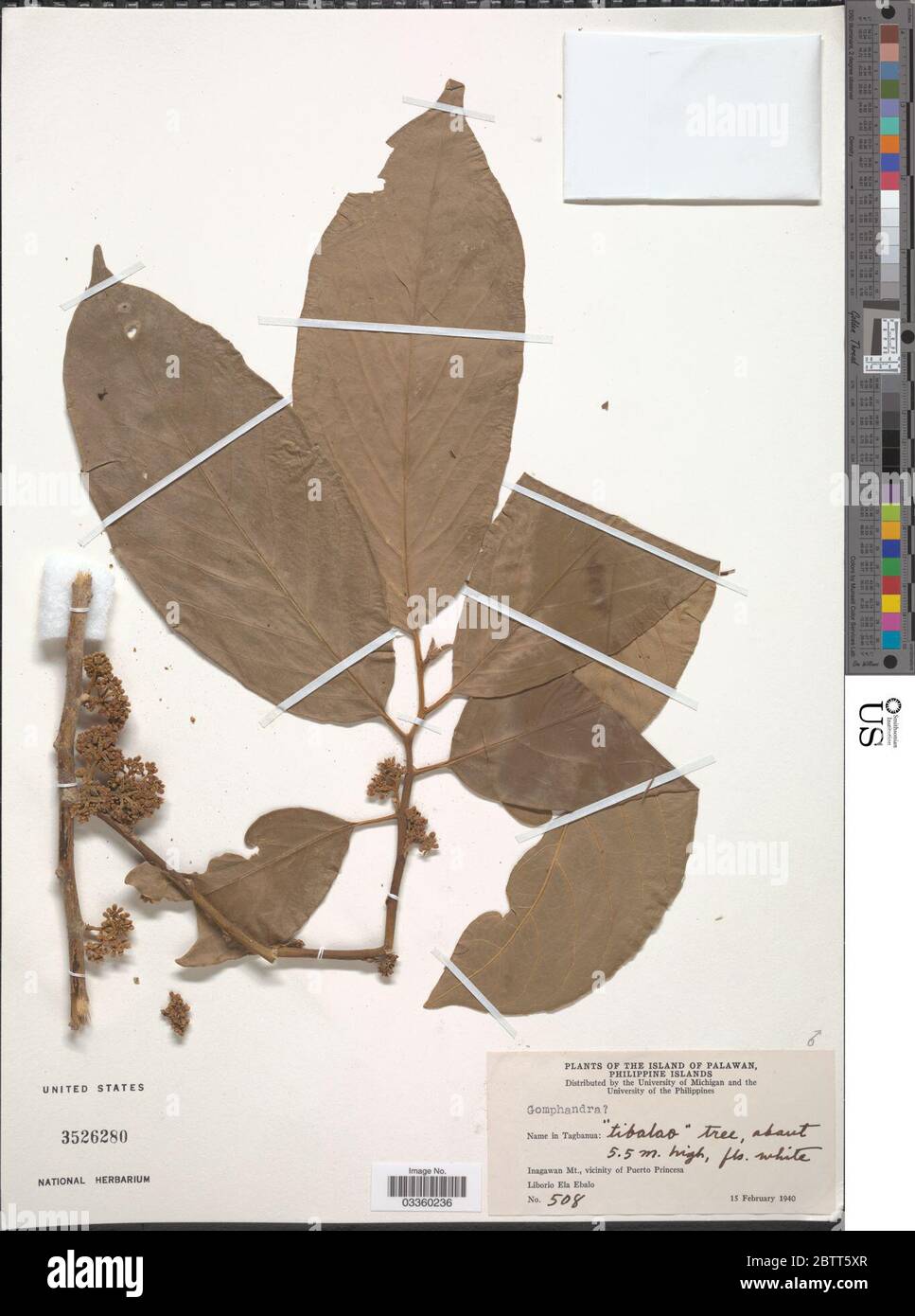 Gomphandra hi-res stock photography and images - Alamy