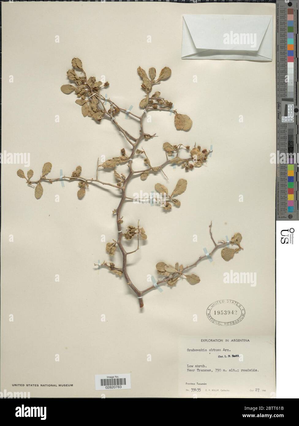 Grabowskia obtusa Arn Stock Photo - Alamy