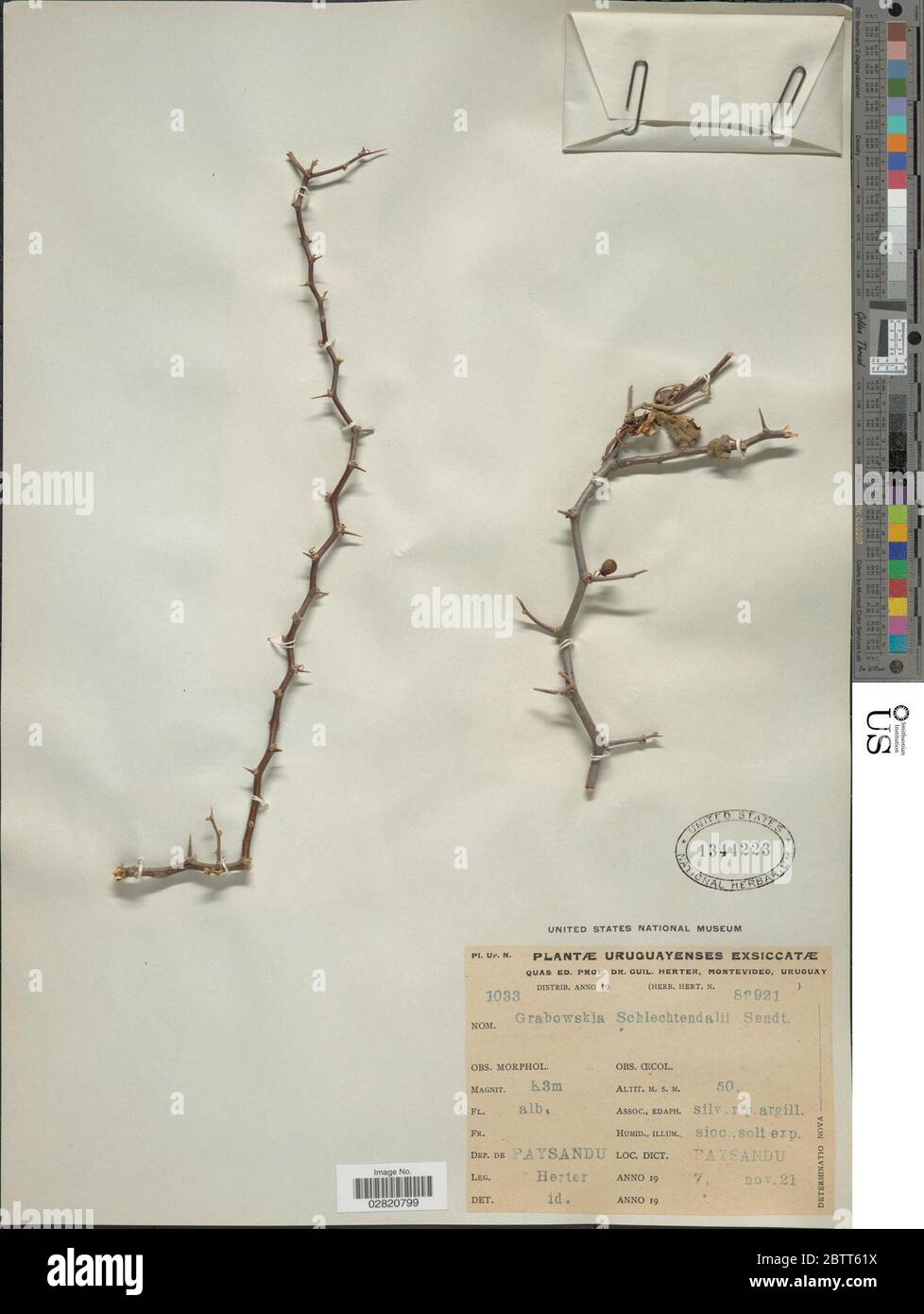 Grabowskia duplicata Arn Stock Photo - Alamy