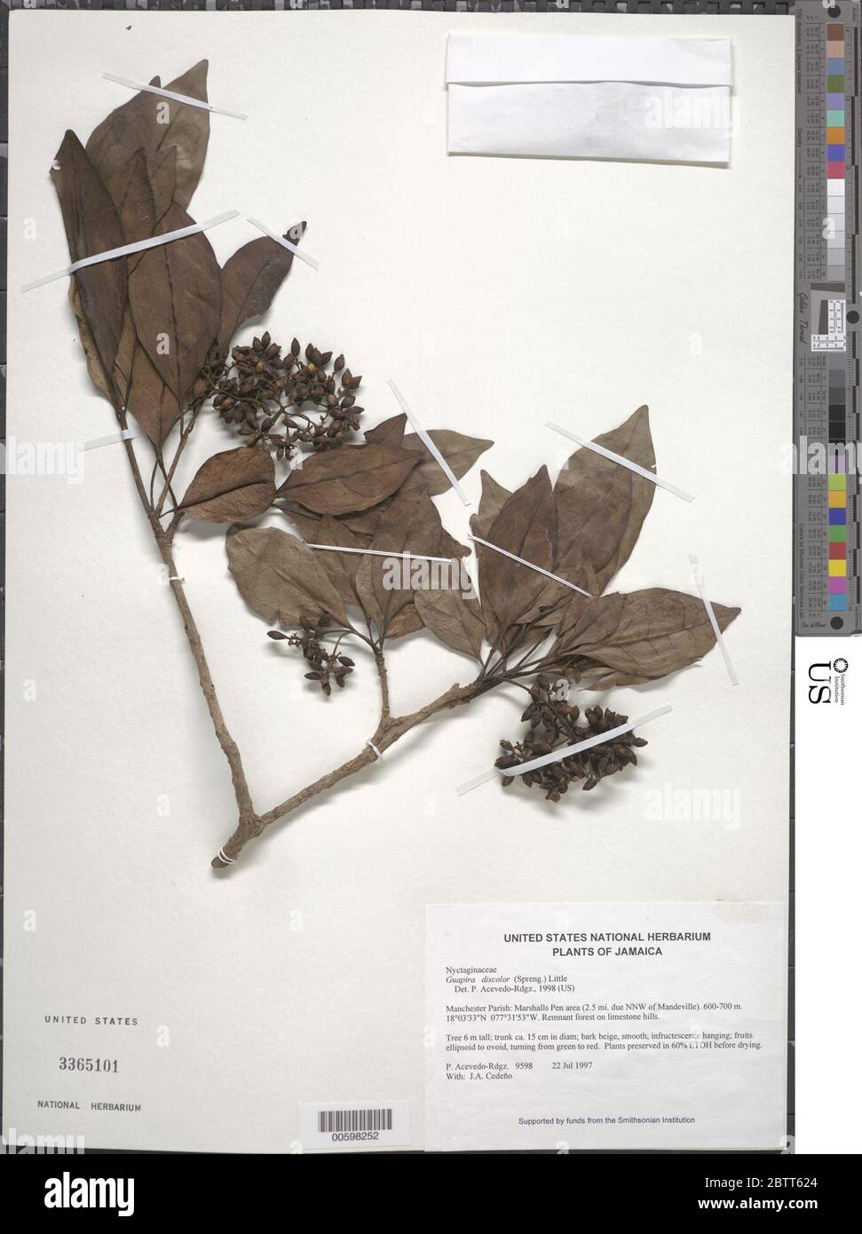 Guapira discolor hi-res stock photography and images - Alamy