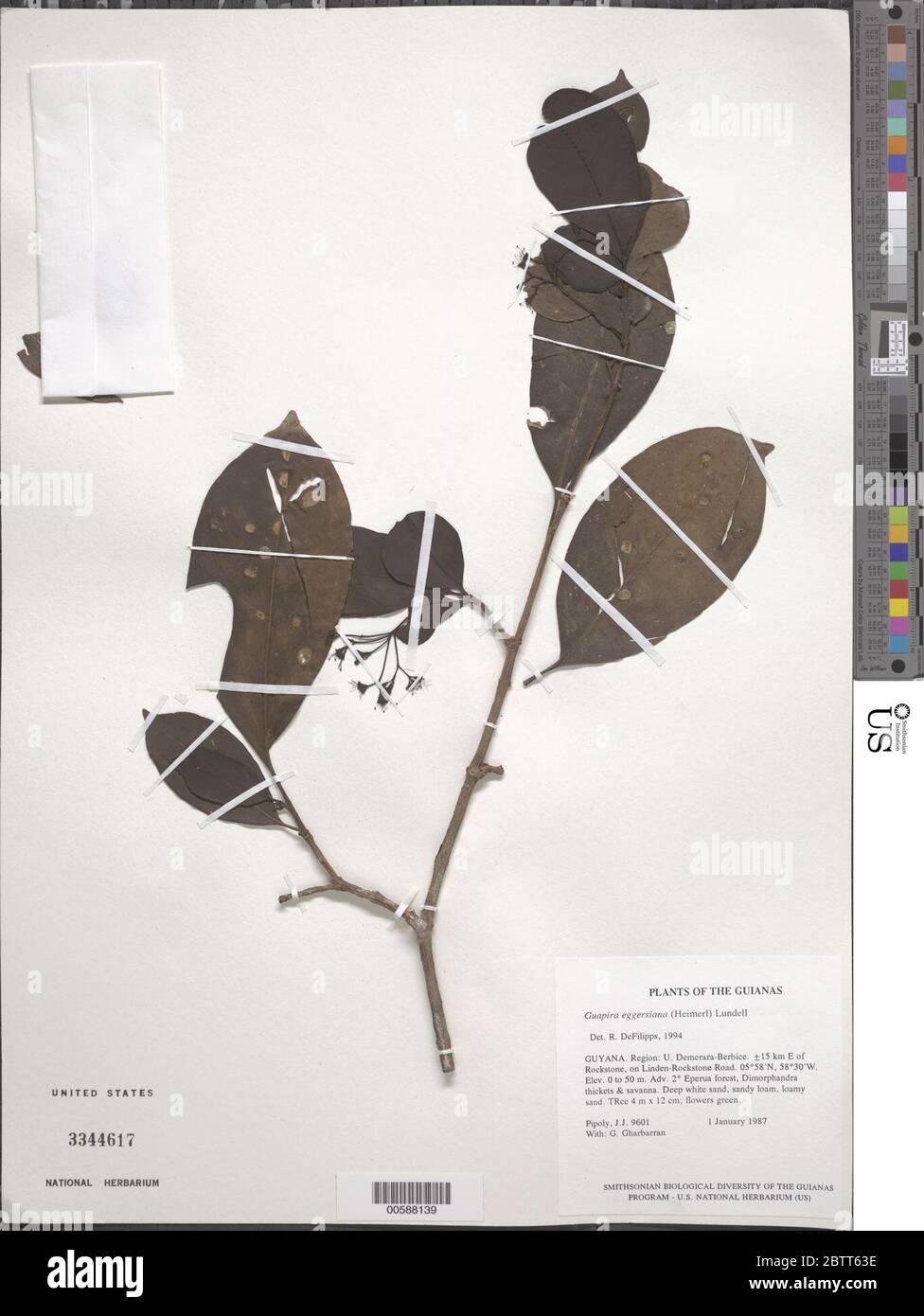 Guapira hi-res stock photography and images - Alamy