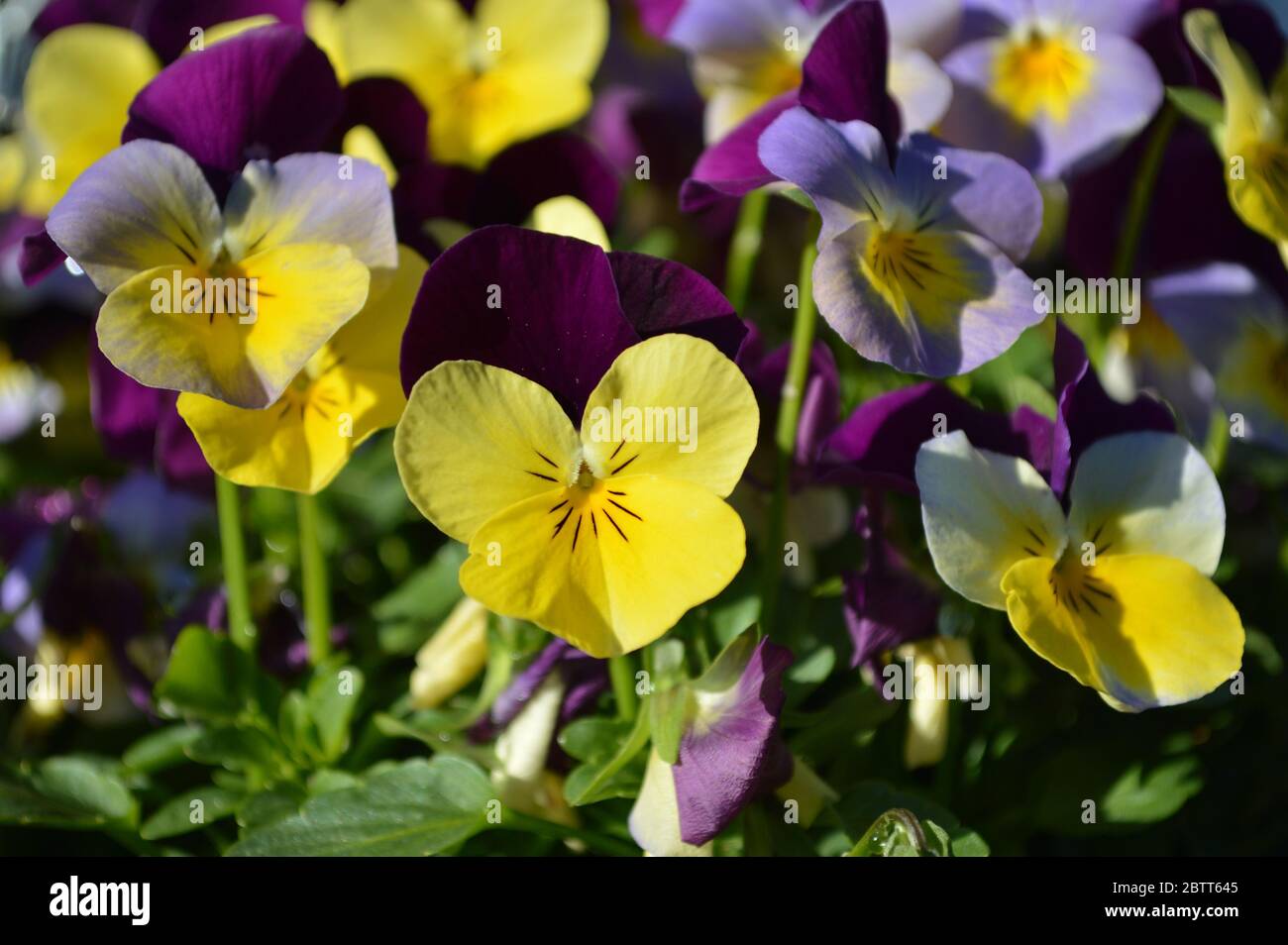 Garden Pansies in the garden Stock Photo - Alamy