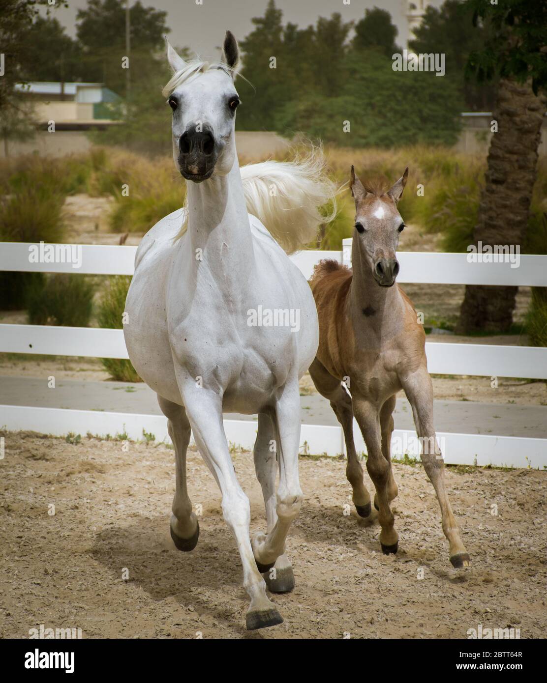 Arabian Horse Running High Resolution Stock Photography and Images - Alamy