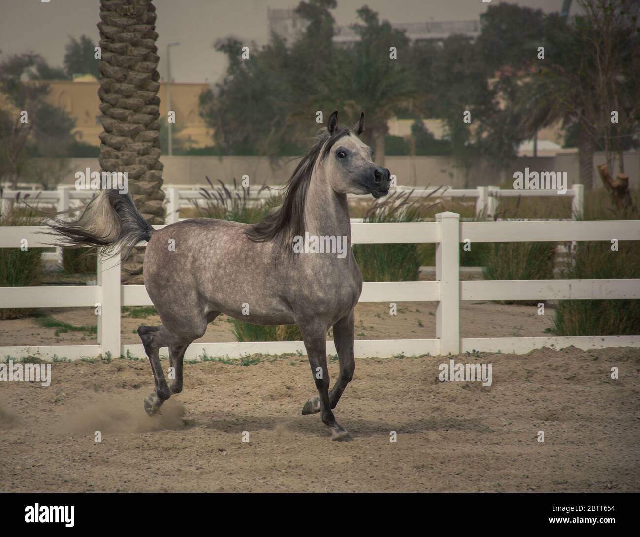 Gray Arabian horse running and galloping on the training ground of Bait ...