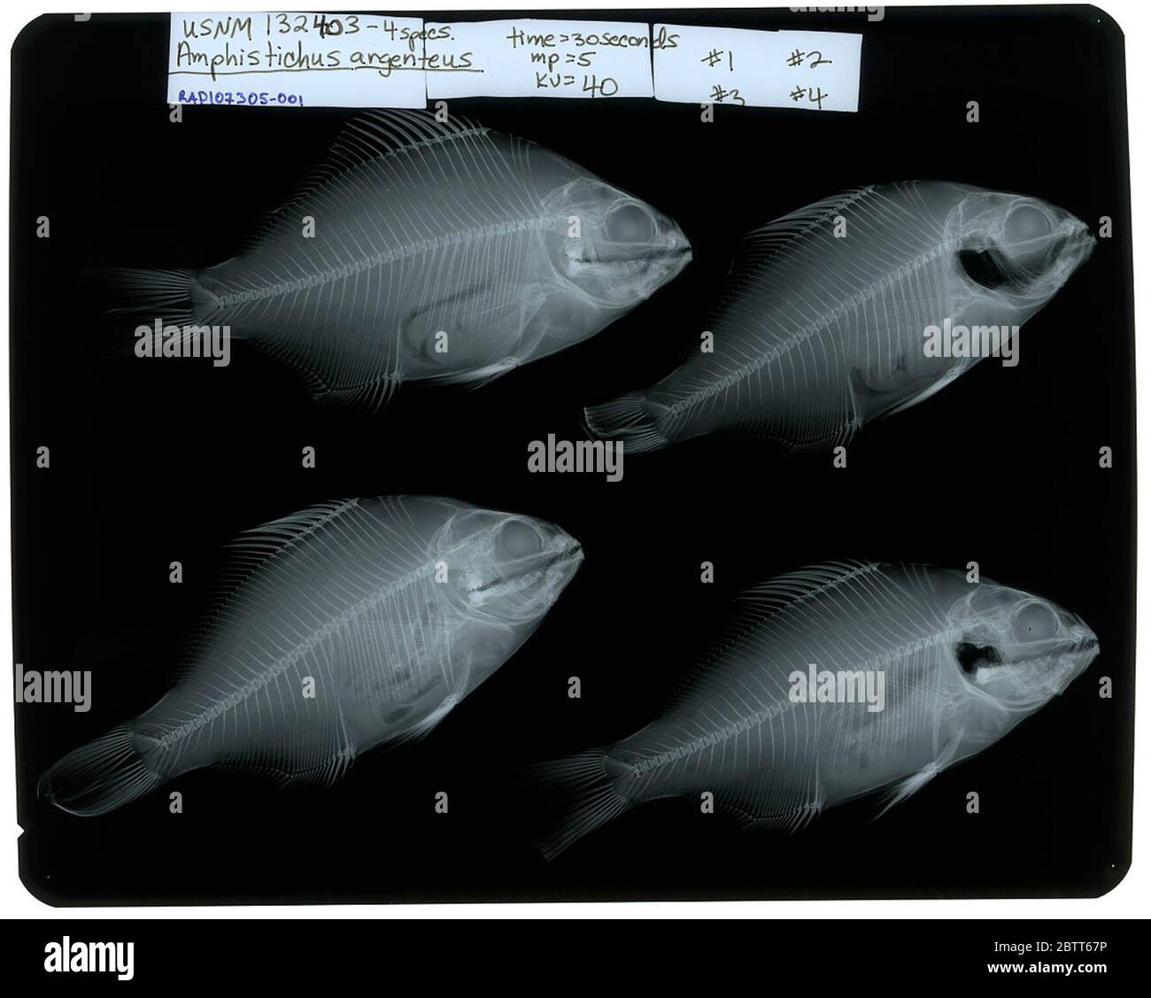 Amphistichus argenteus hi-res stock photography and images - Alamy