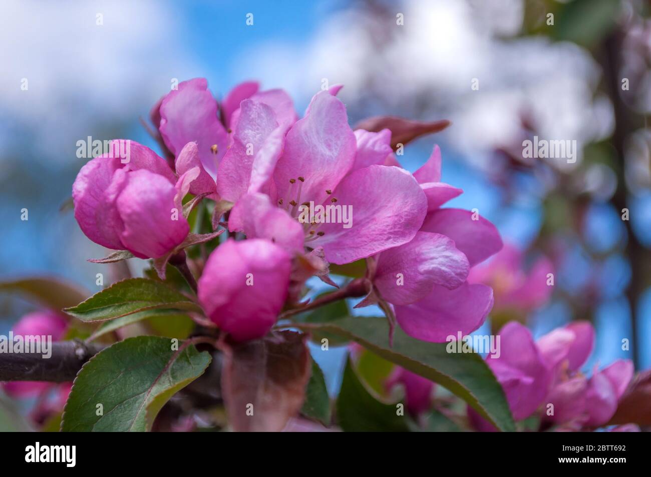 Pink apple blossom flower. Flowering apple trees in spring on a ...