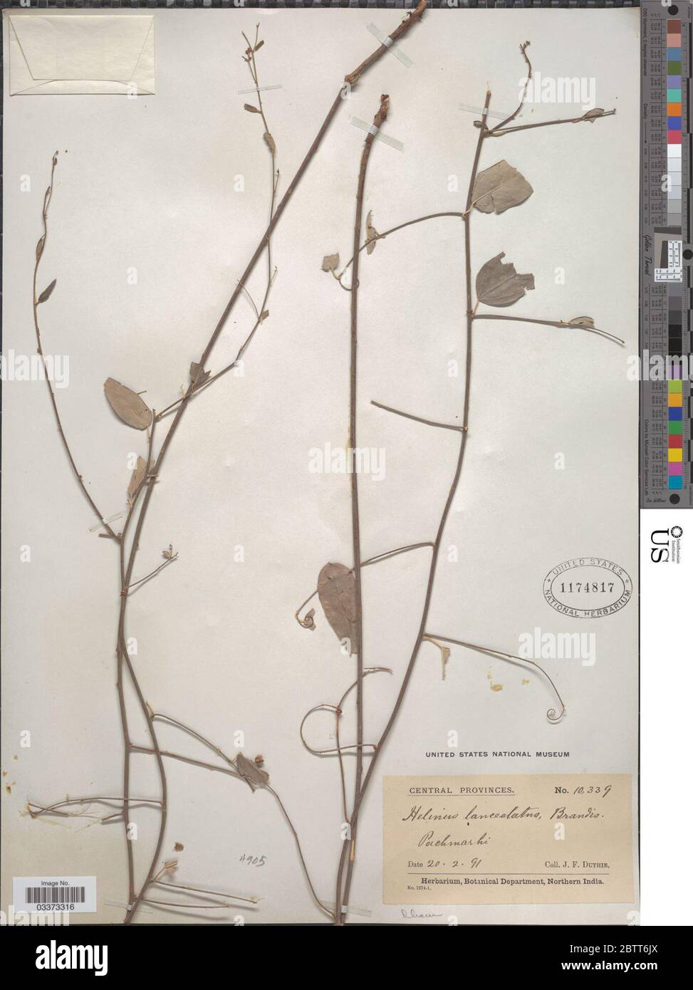 Helinus lanceolatus Wall Brandis Stock Photo - Alamy