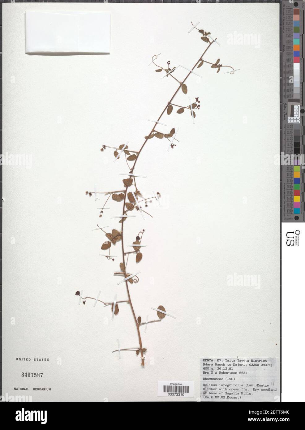 Helinus integrifolius Lam Kuntze Stock Photo - Alamy