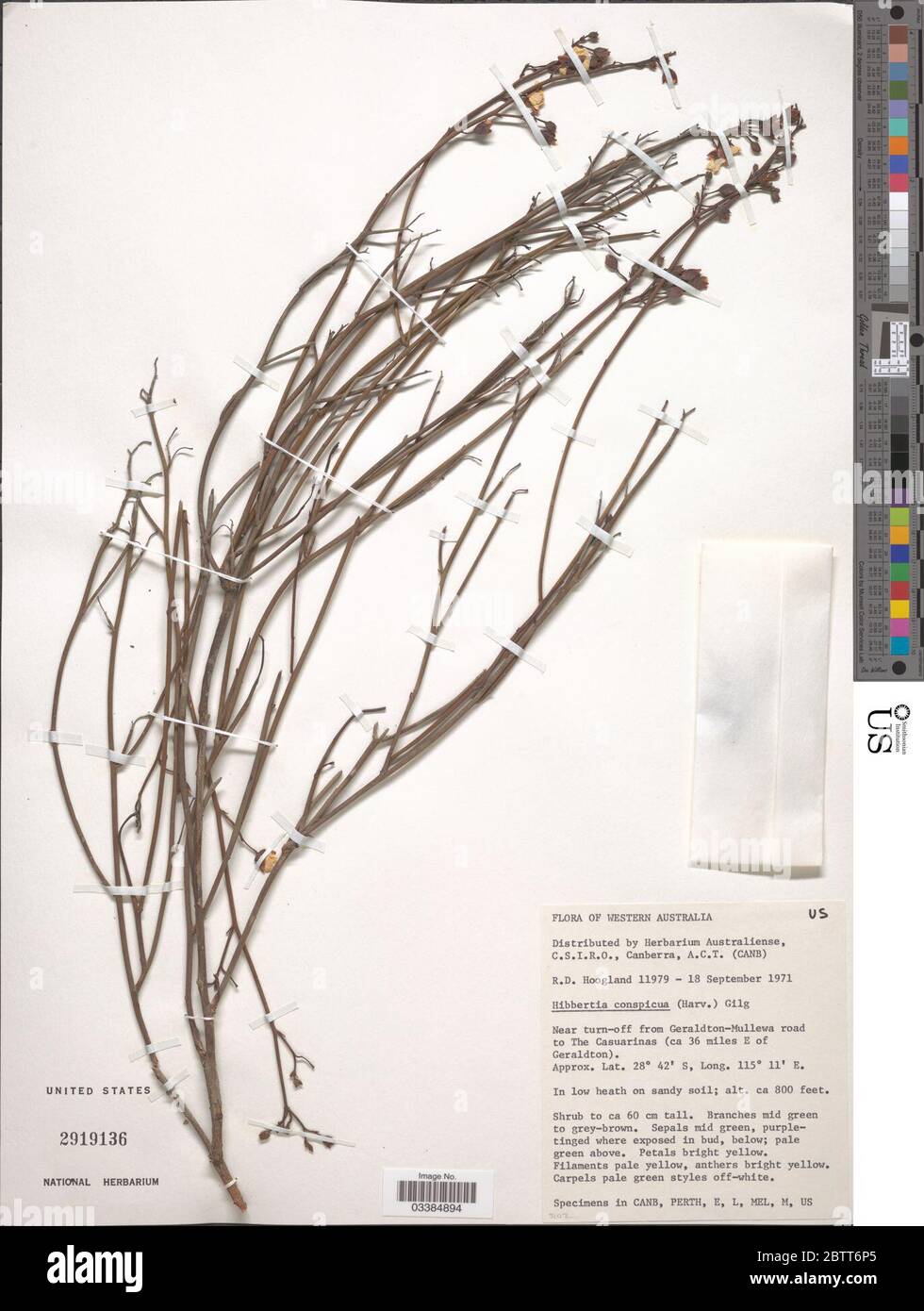 Conspicua hi-res stock photography and images - Alamy