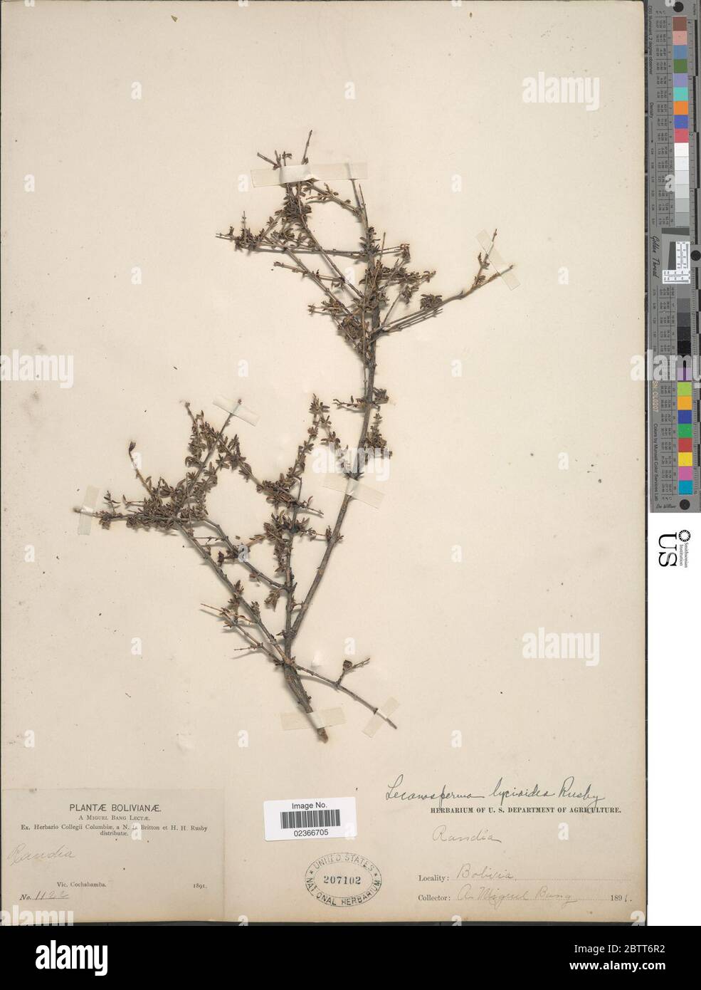 Heterophyllaea lycioides Rusby Sandwith Stock Photo - Alamy