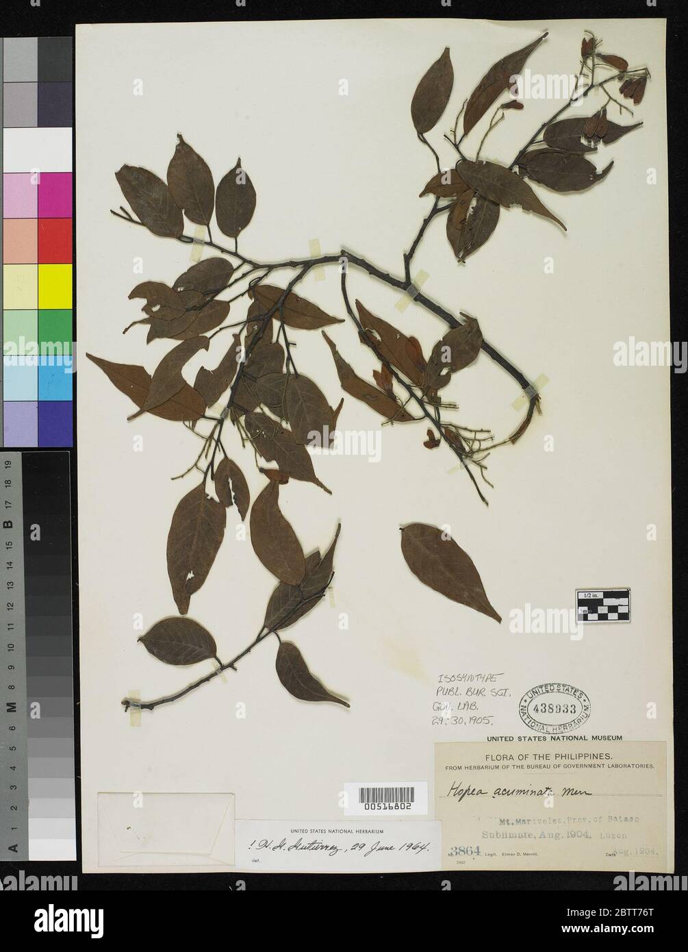 Hopea acuminata Merr Stock Photo - Alamy