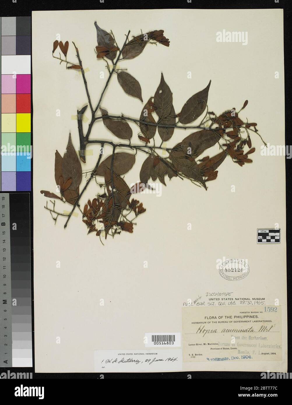 Hopea hi-res stock photography and images - Alamy