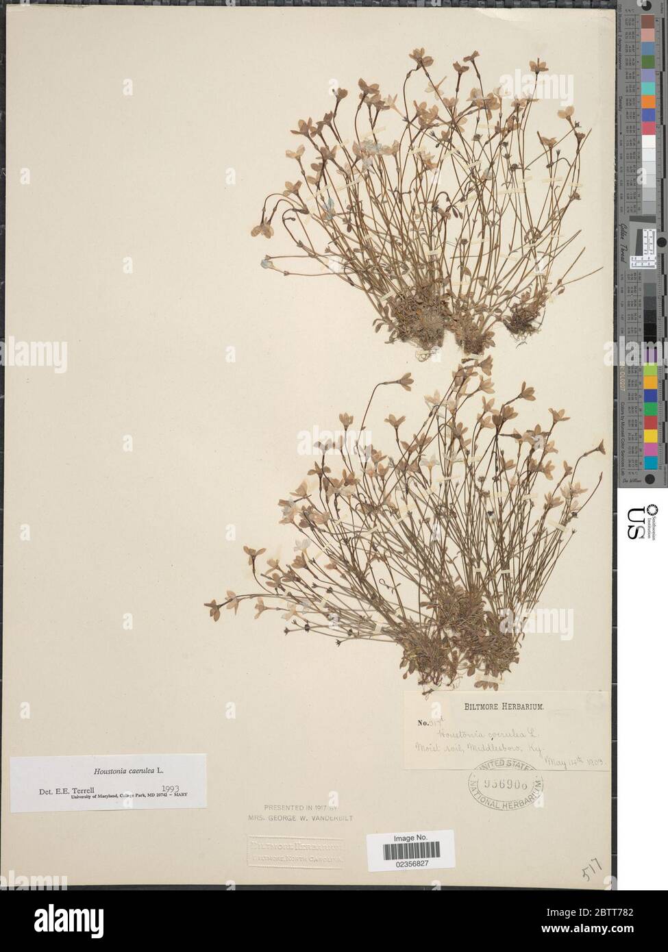 Houstonia caerulea hi-res stock photography and images - Alamy