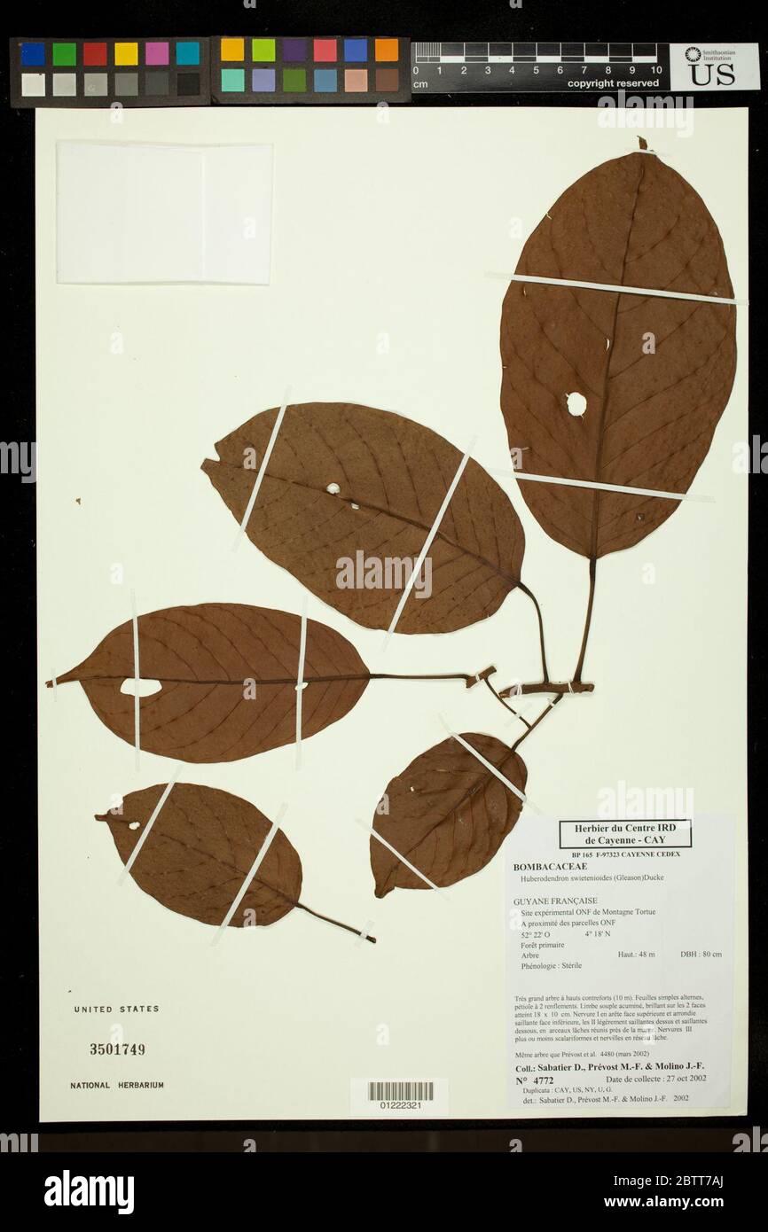 Huberodendron swietenioides Gleason Ducke Stock Photo - Alamy