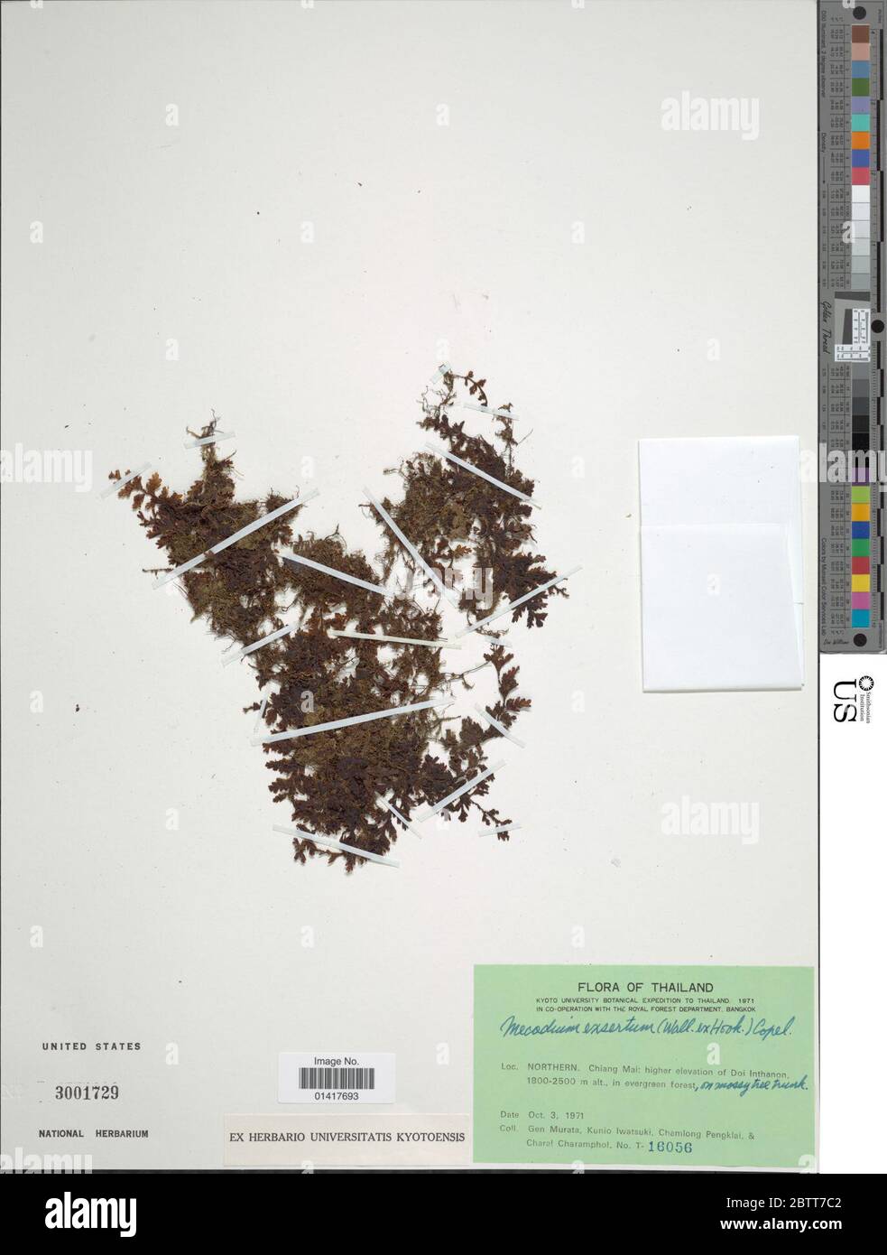 Hymenophyllum exsertum Wall ex Hook Stock Photo - Alamy