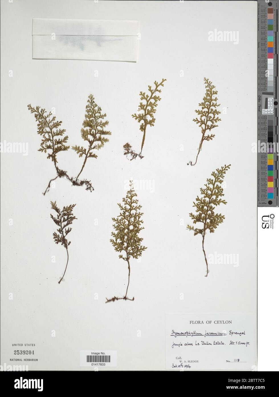 Javanicum hi-res stock photography and images - Alamy