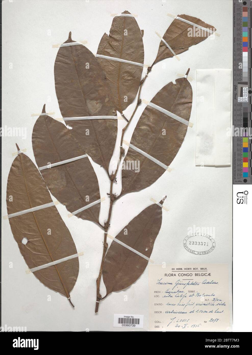 Icacina guessfeldtii Asch Stock Photo - Alamy