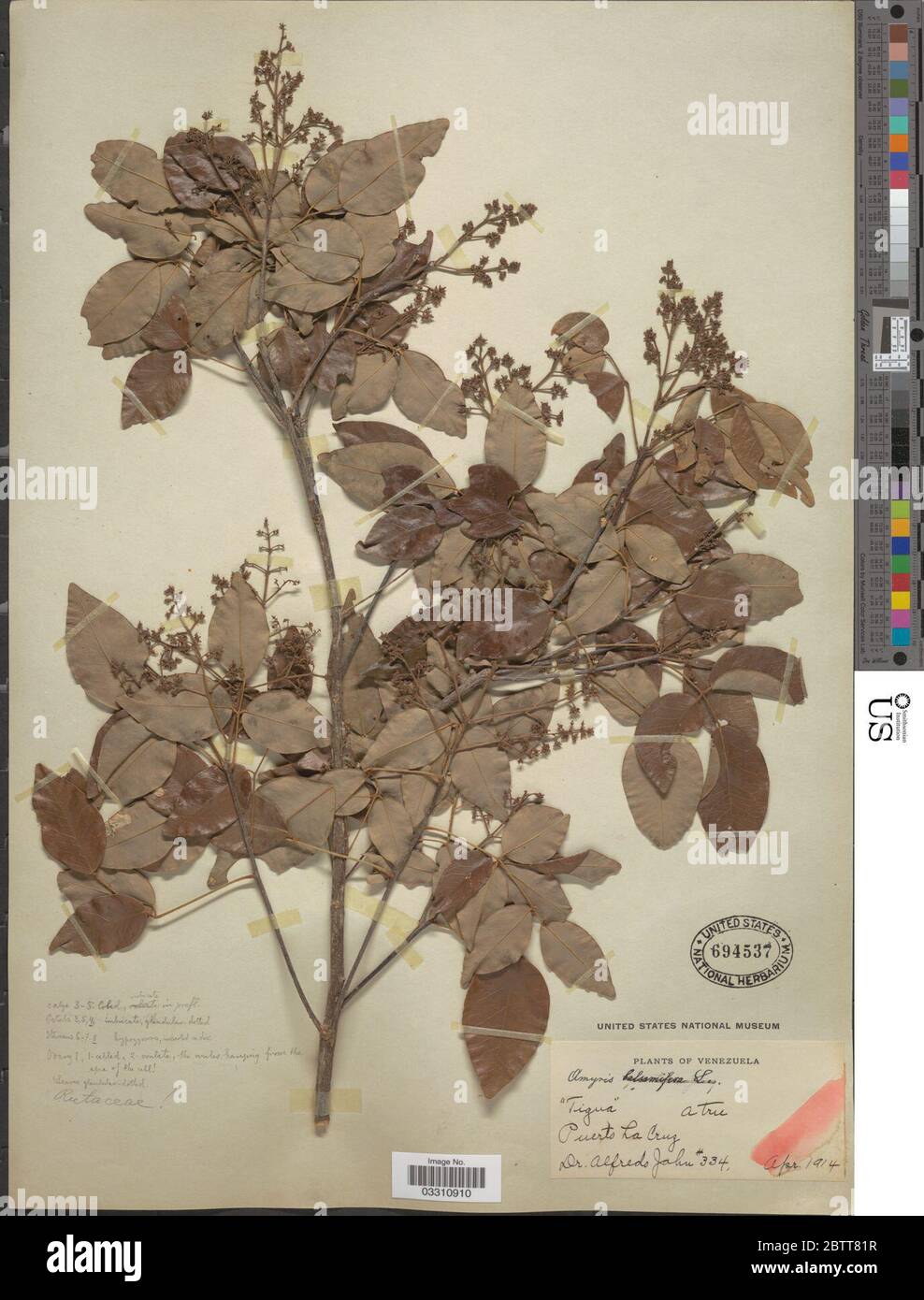 Amyris balsamifera hi-res stock photography and images - Alamy