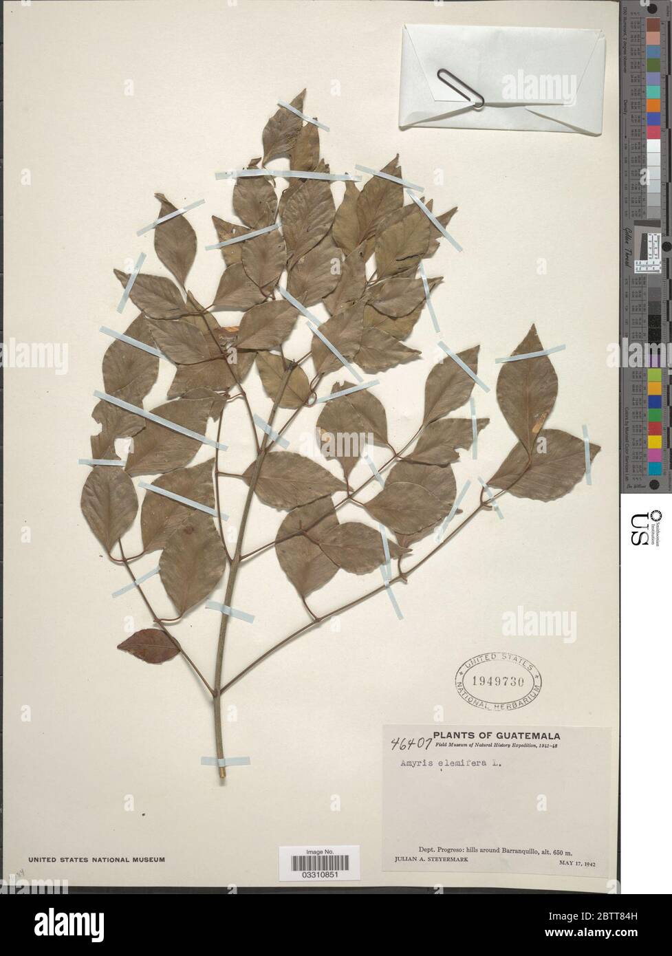 Amyris hi-res stock photography and images - Alamy