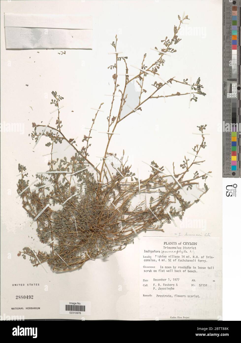 Linnaei hi-res stock photography and images - Alamy