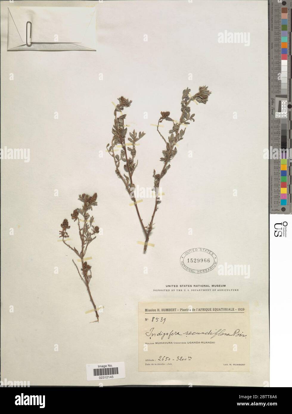 Secundiflora hi-res stock photography and images - Alamy