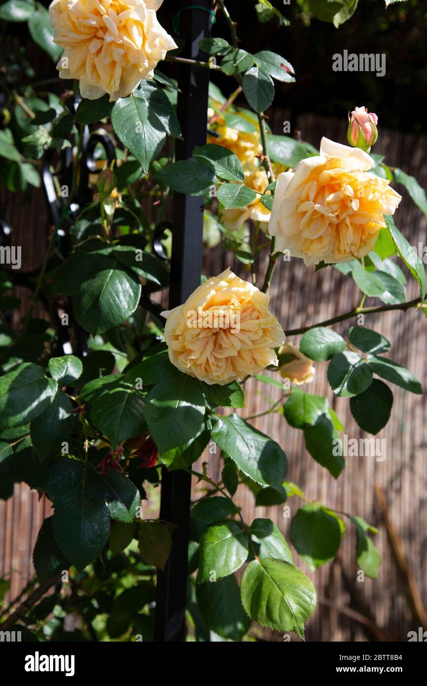 Yellow rambling rose hi-res stock photography and images - Alamy