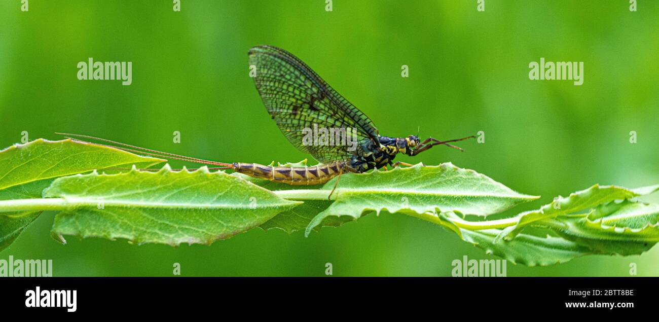 Green Drake Mayfly Ephemera danica male in spring with greengrass field ...