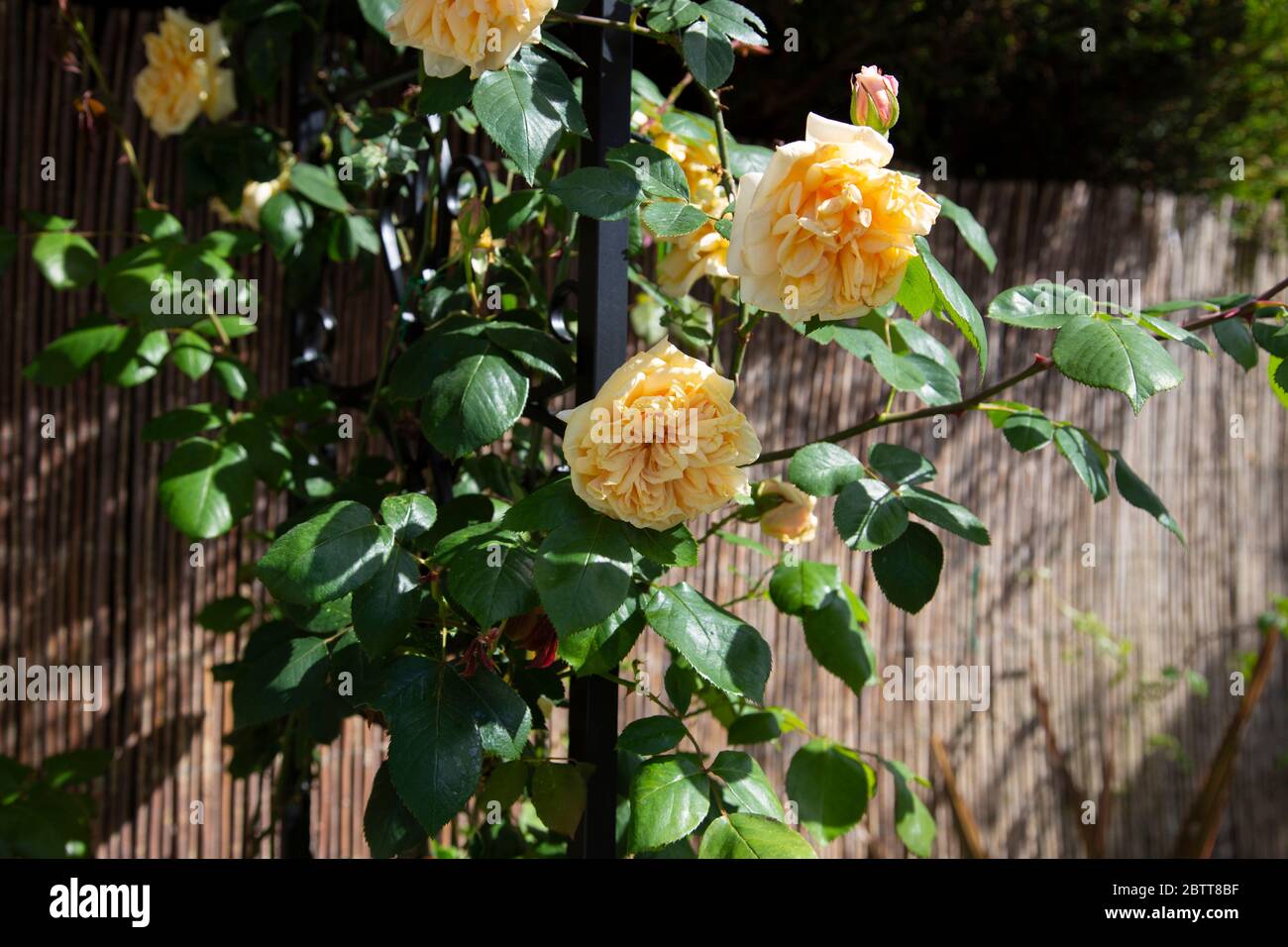 Yellow rambling rose climbing up a garden arbour arch frame. On a sunny ...