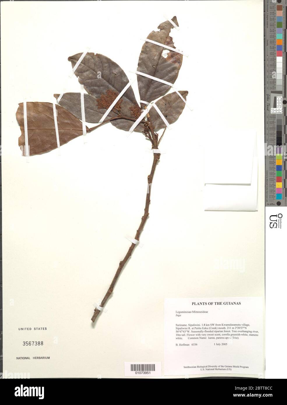 Inga inga sp hi-res stock photography and images - Alamy