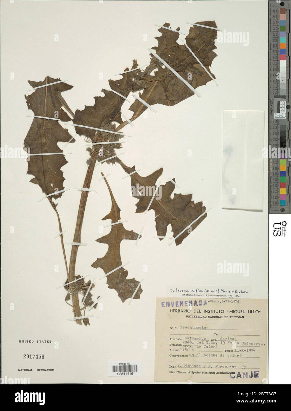 Jaborosa hi-res stock photography and images - Alamy