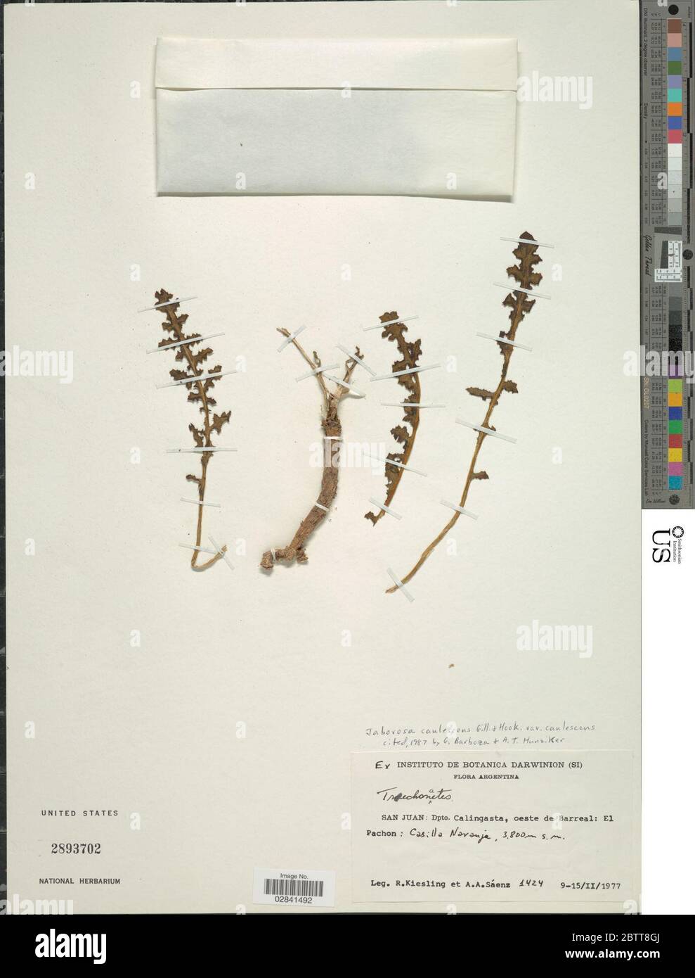 Jaborosa hi-res stock photography and images - Alamy