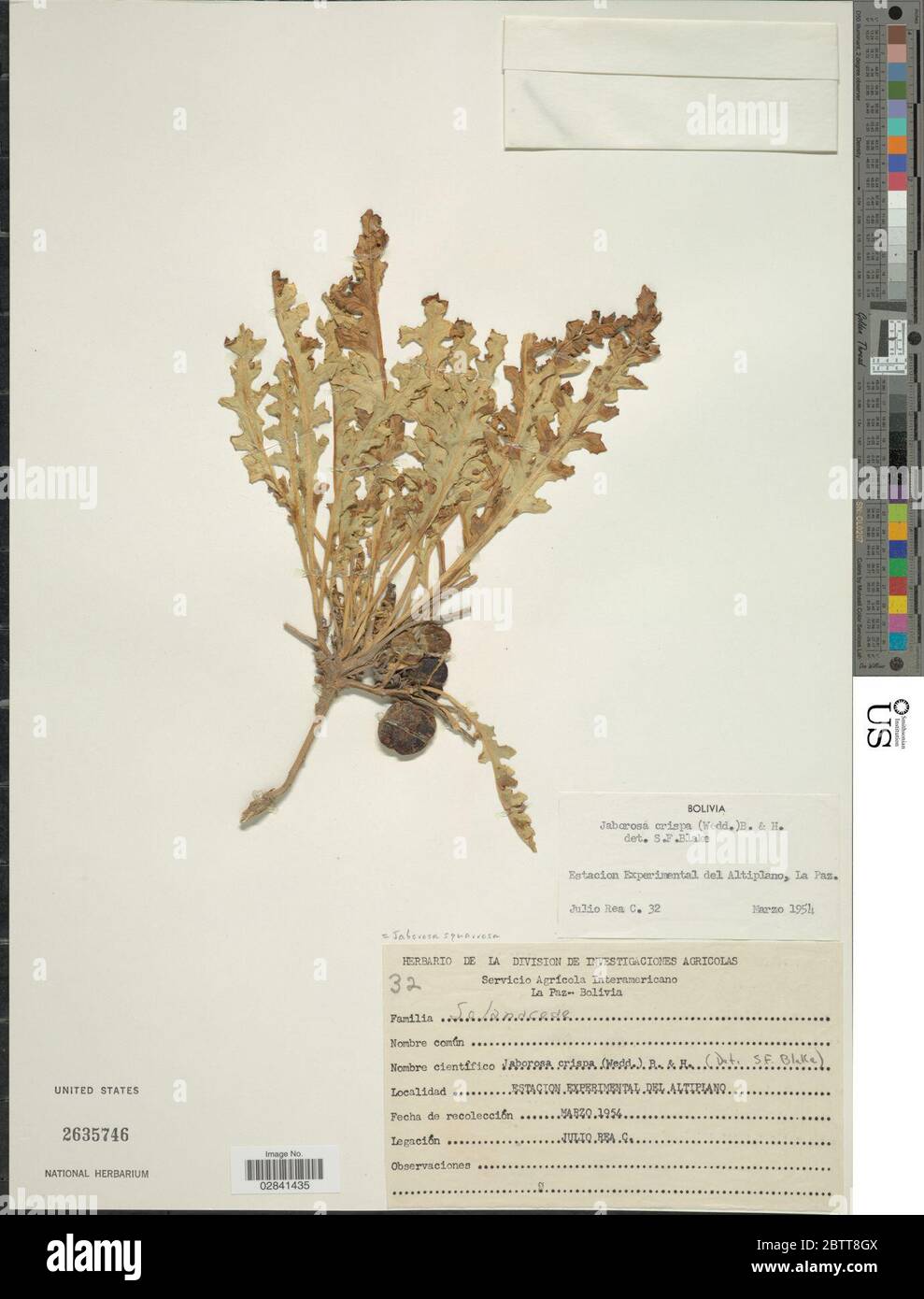 Jaborosa hi-res stock photography and images - Alamy