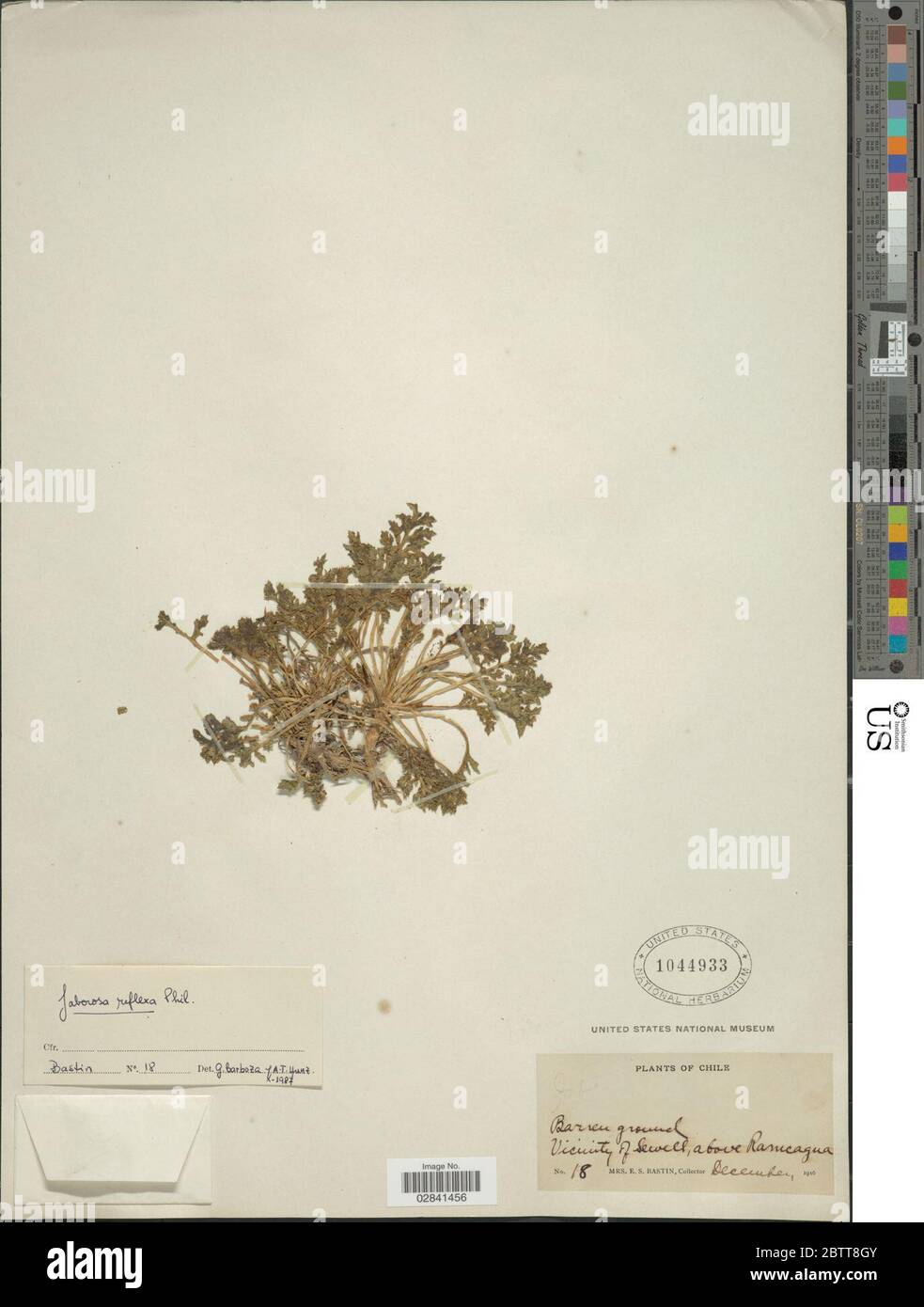 Jaborosa reflexa Phil Stock Photo - Alamy