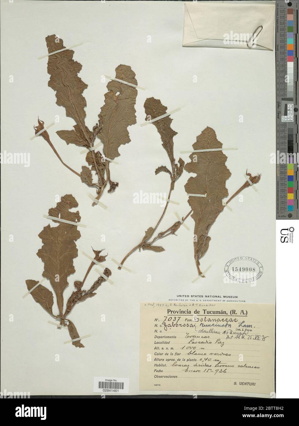 Jaborosa hi-res stock photography and images - Alamy