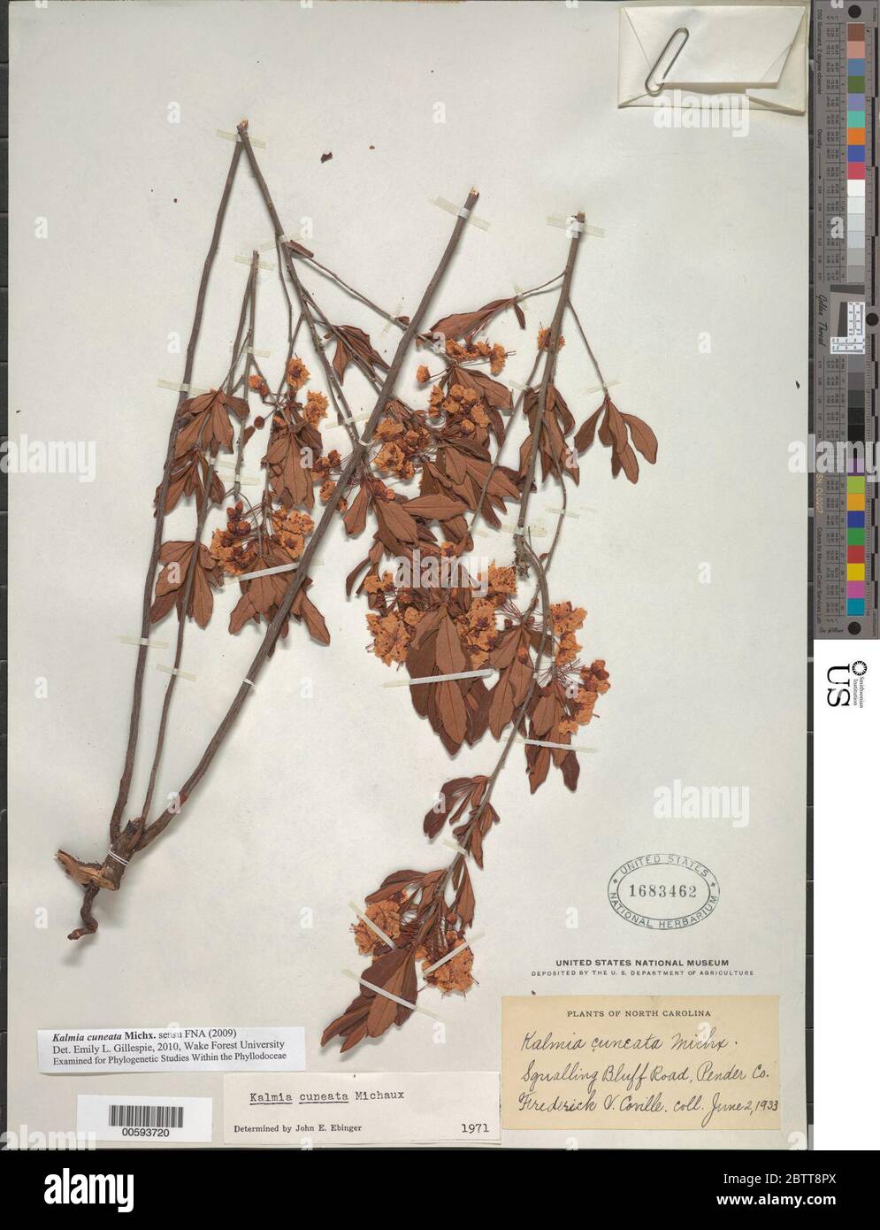 Kalmia cuneata hi-res stock photography and images - Alamy