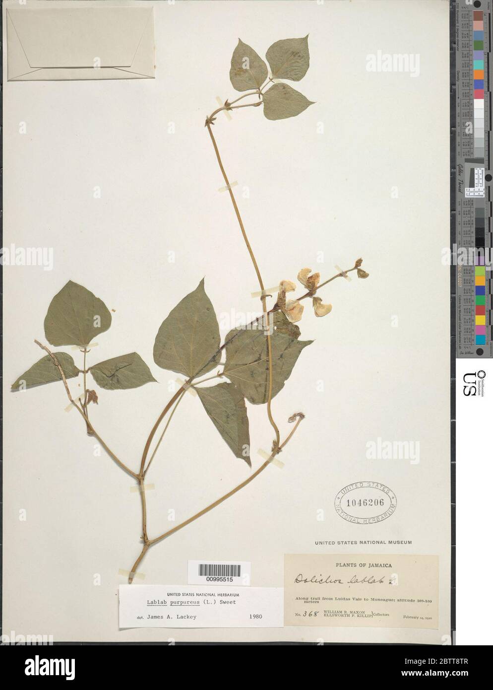 Lablab purpureus l hi-res stock photography and images - Alamy