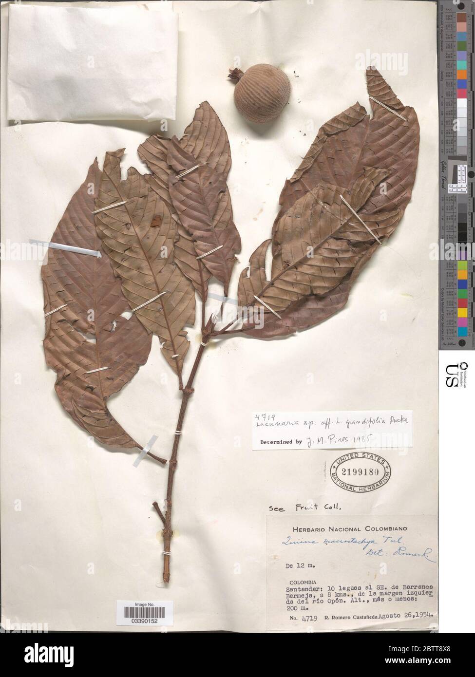 Lacunaria grandifolia Ducke Stock Photo - Alamy