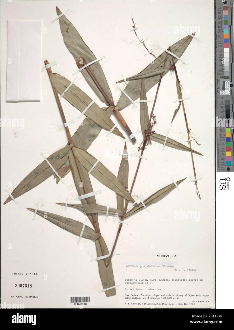Lagenocarpus stellatus Boeckeler Kuntze Stock Photo - Alamy