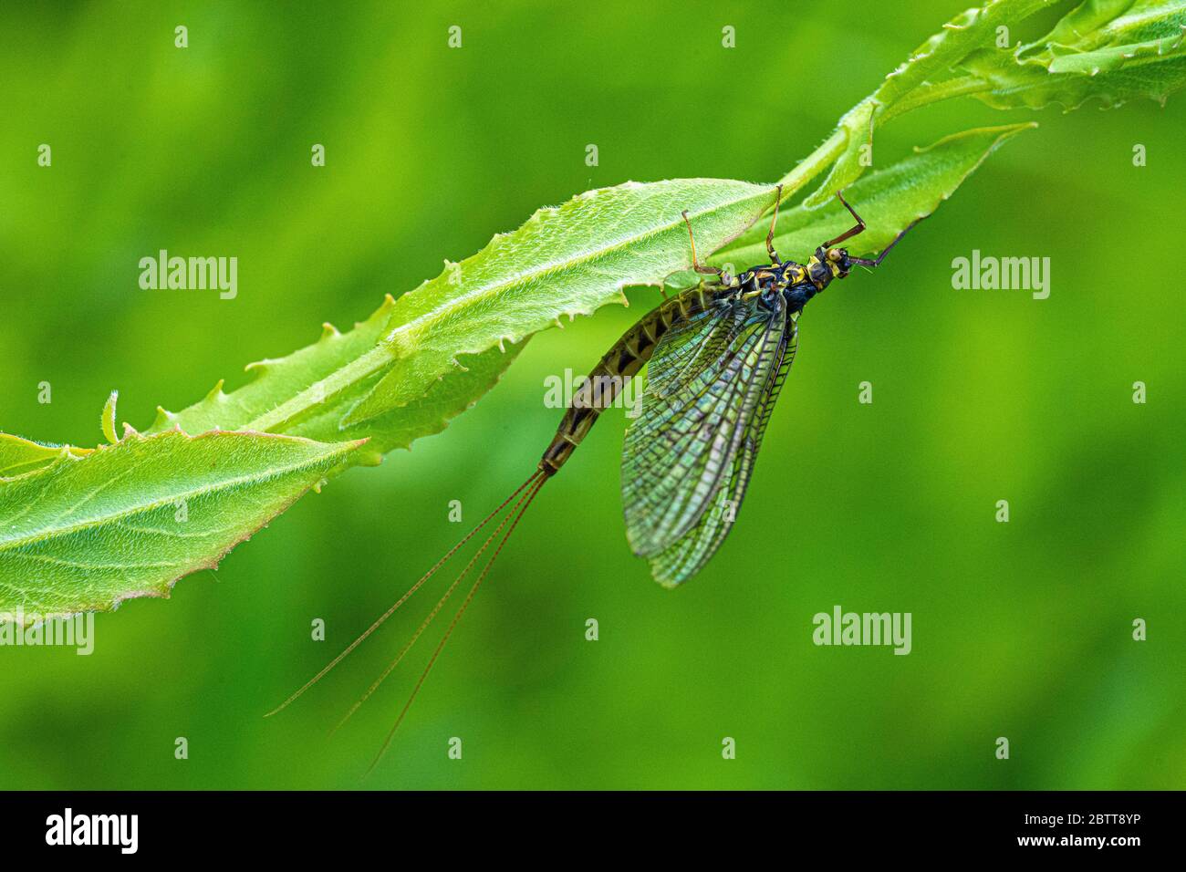 Green Drake Mayfly Ephemera danica male in spring with greengrass field ...
