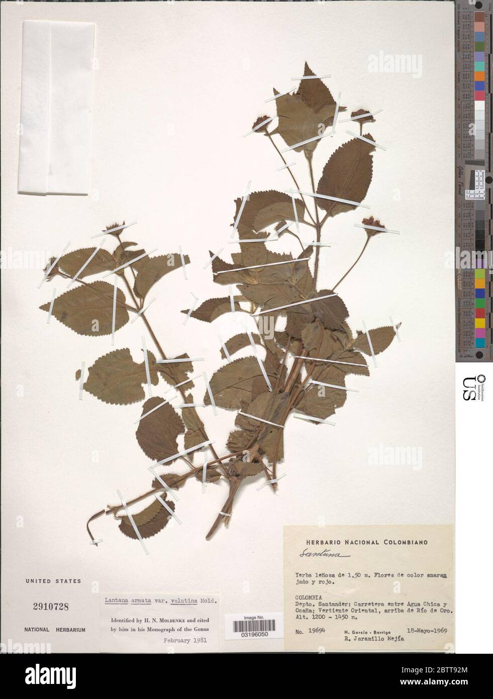 Lantana armata var velutina Moldenke Stock Photo - Alamy