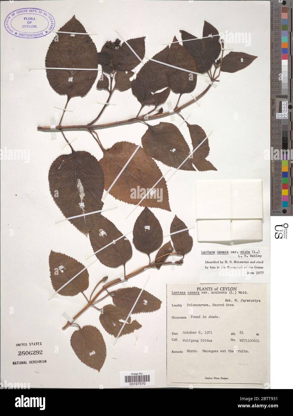 Lantana camara var hi-res stock photography and images - Alamy