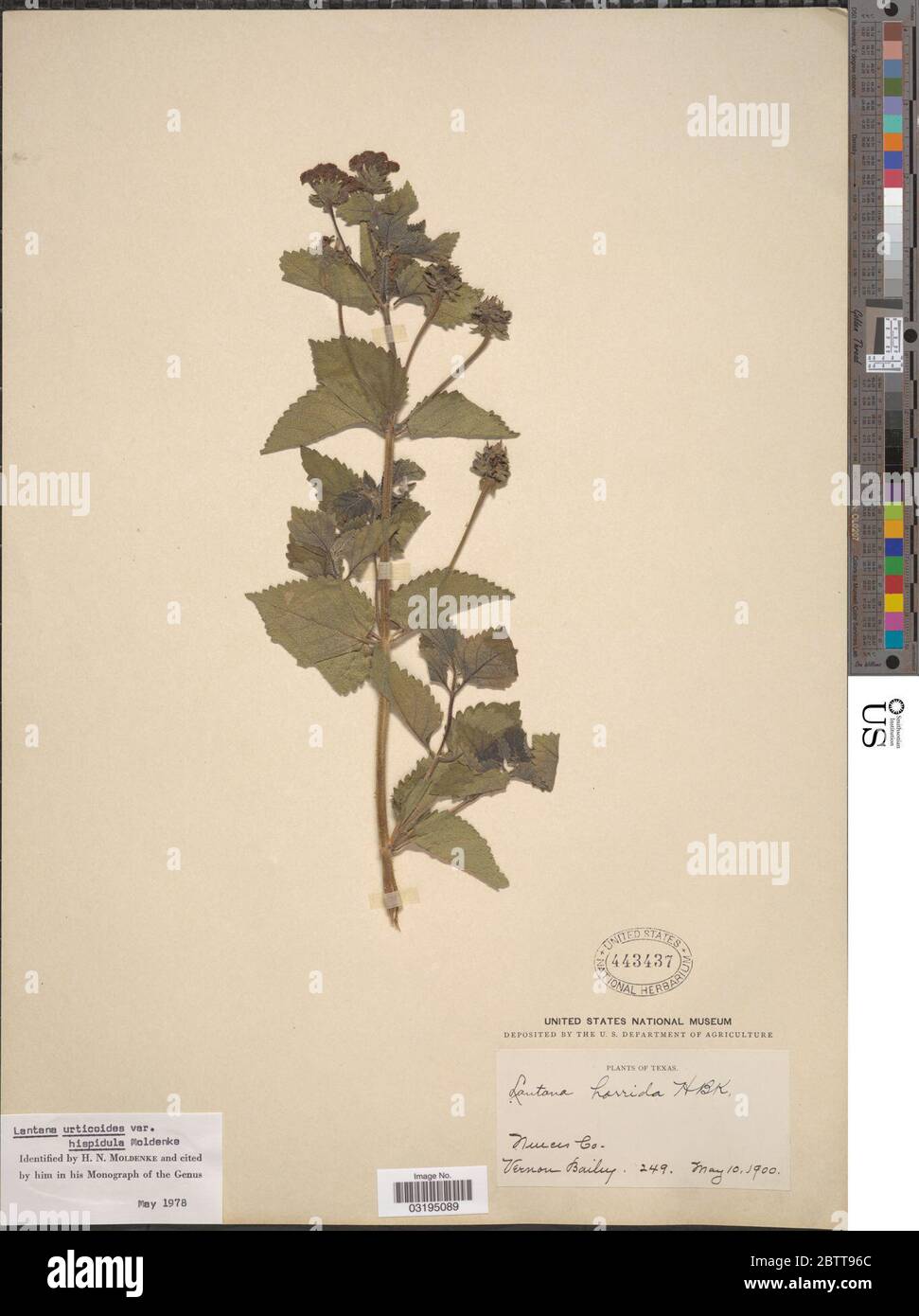 Lantana urticoides var hispidula Moldenke Stock Photo - Alamy