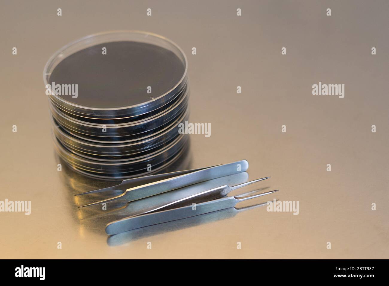 Bacteria culture in petri dish hi-res stock photography and images - Alamy