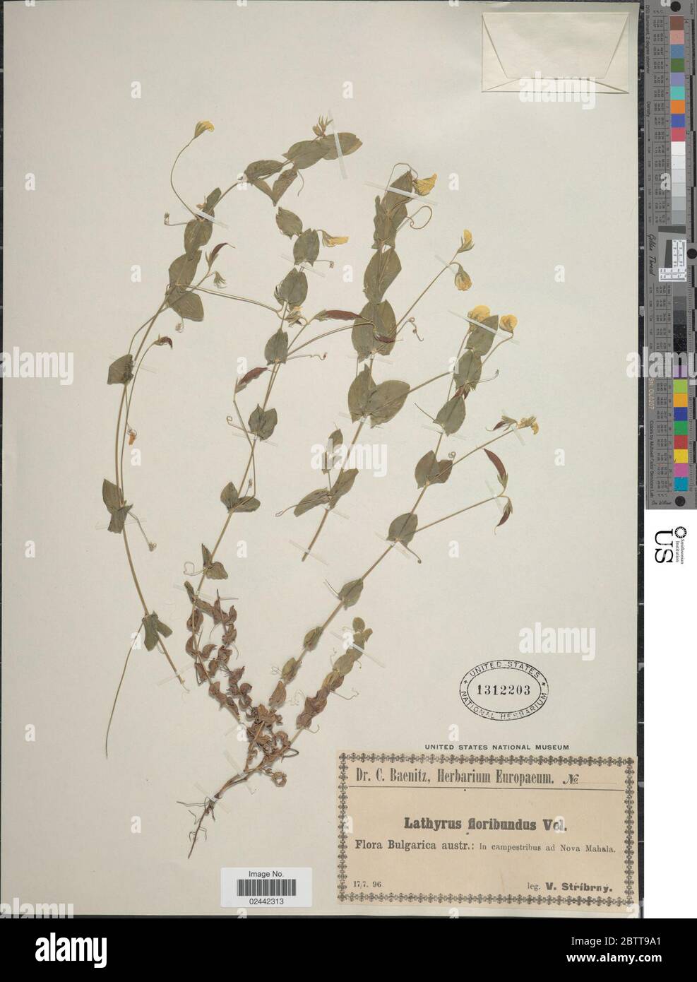 Floribundus hi-res stock photography and images - Alamy