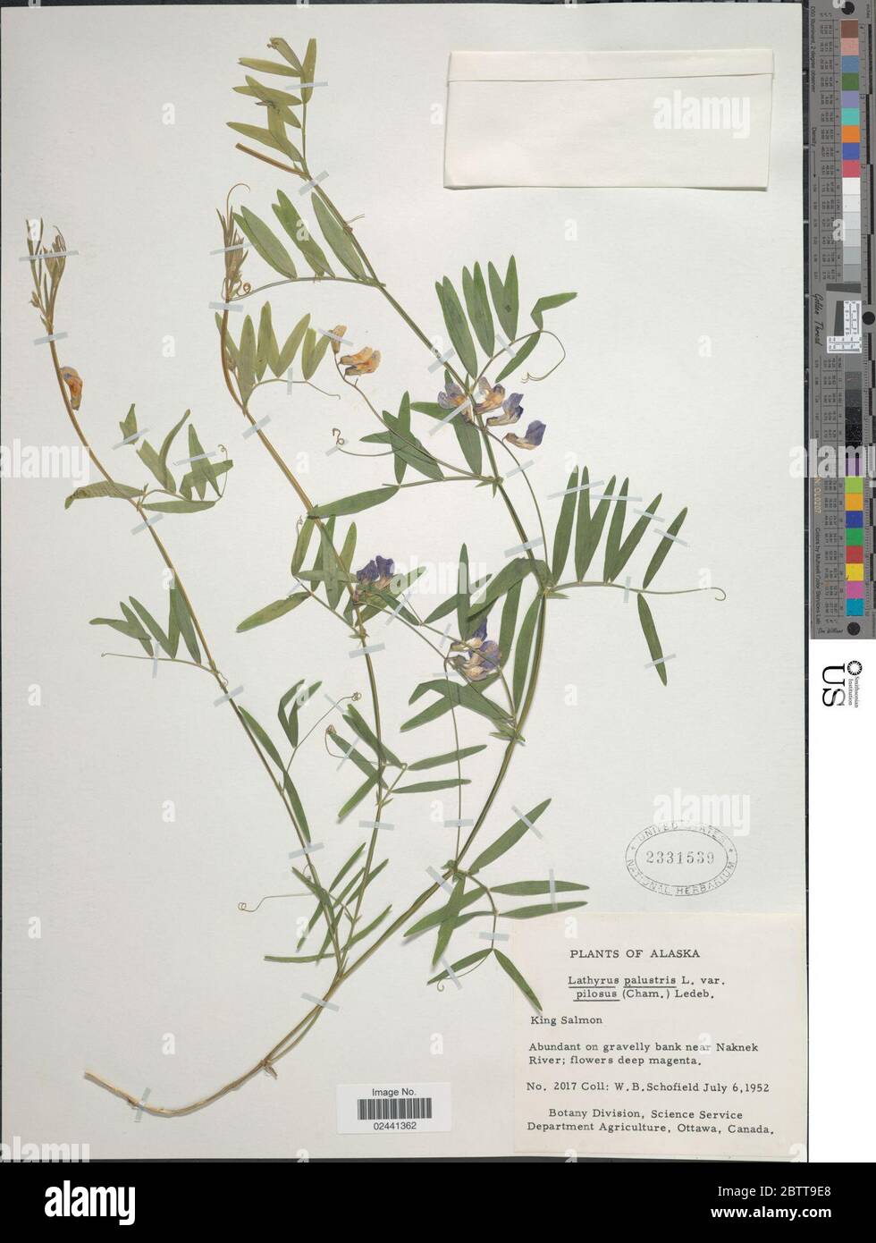 Lathyrus palustris hi-res stock photography and images - Alamy