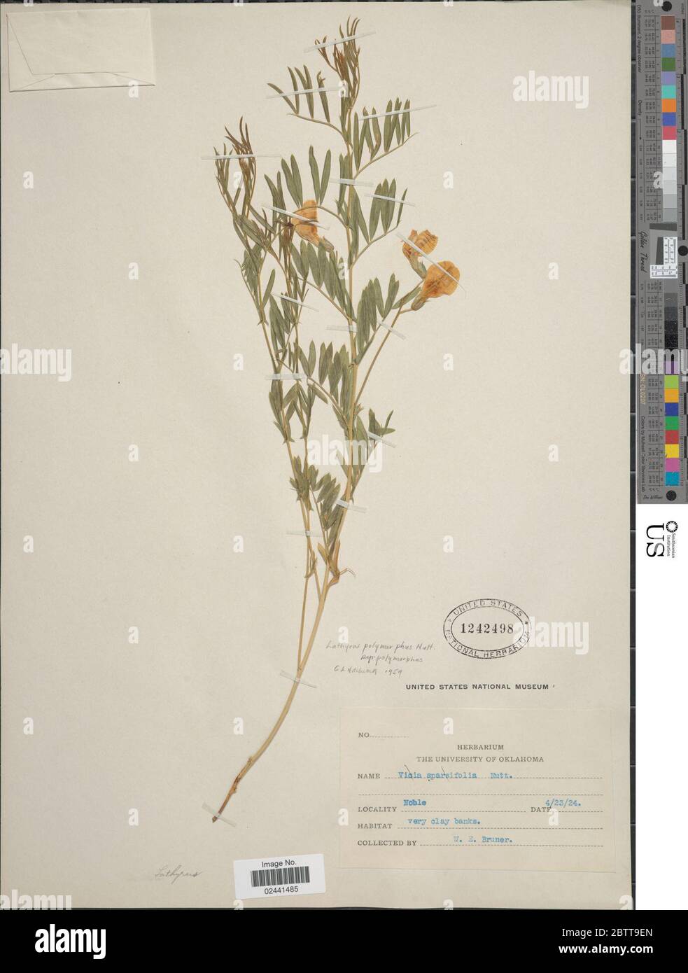 Polymorphus High Resolution Stock Photography and Images - Alamy