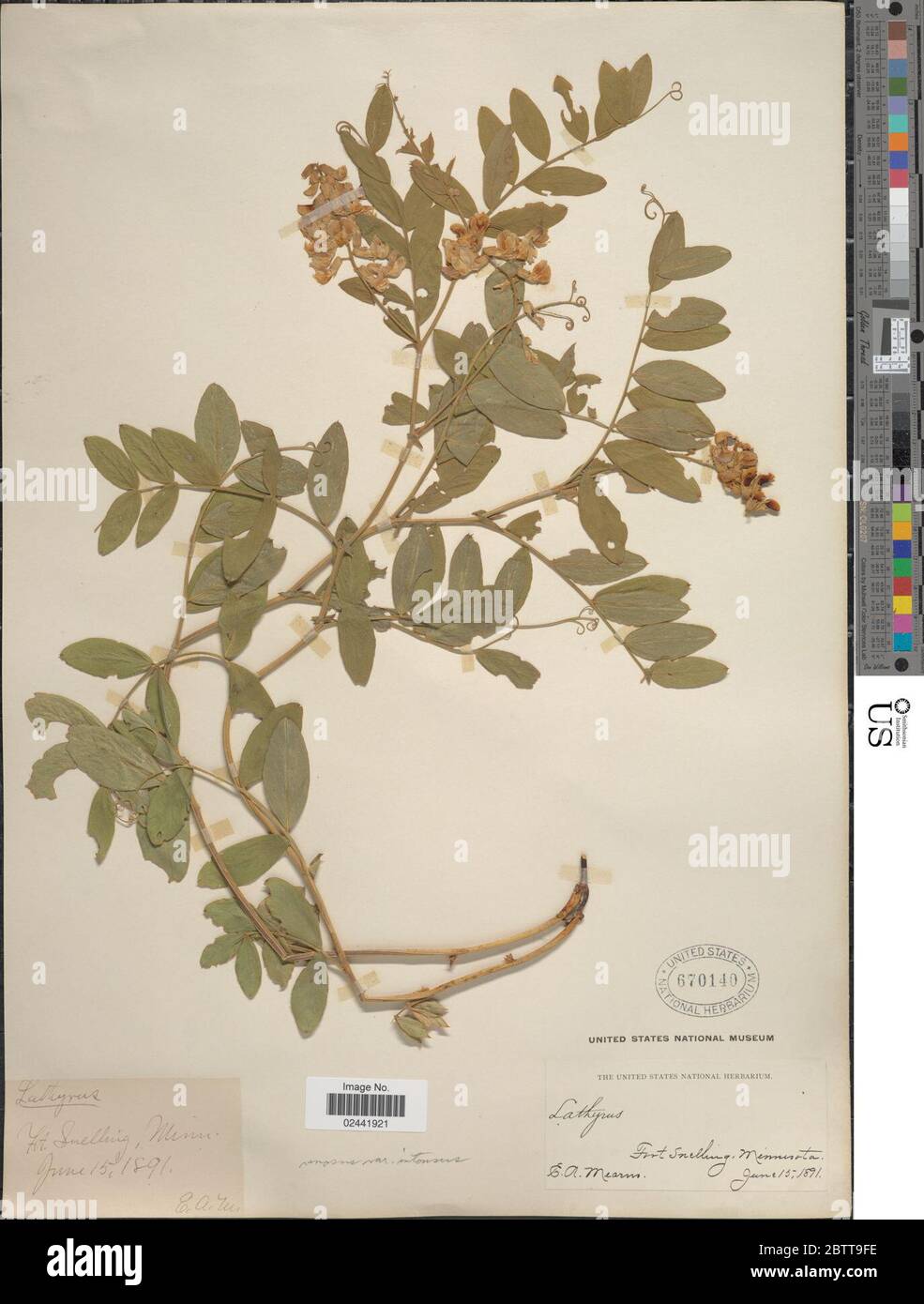 Intonsus hi-res stock photography and images - Alamy