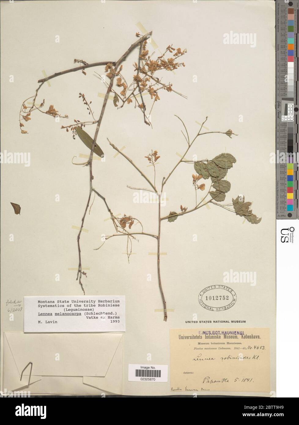 Lennea melanocarpa Schltdl Vatke ex Harms Stock Photo - Alamy